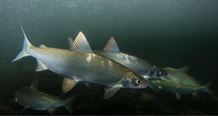 Januar 2023 – Wilde Welten 2025